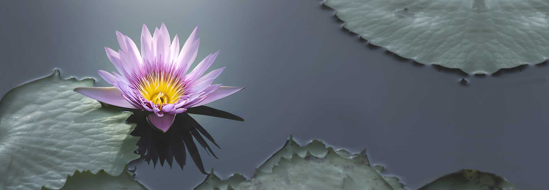 Lotus-flower-slider2 | Path To Transformation